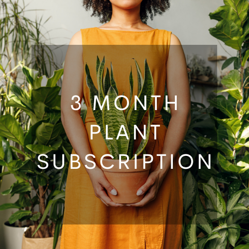 3 Month Plant Subscription Sunday Blooms 3-month-plant-subscription-sunday-blooms