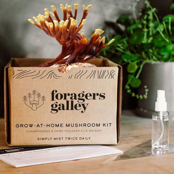 Antler Reishi Mushroom Grow-At-Home Kit • Foragers Galley – Blooms + Flora