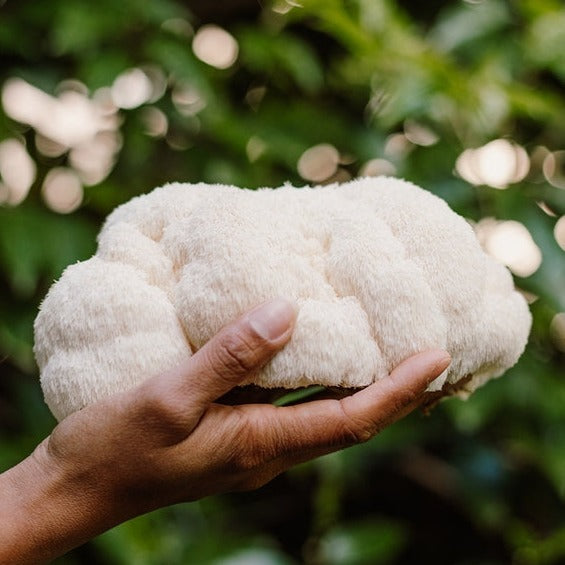 Lion's Mane Mushroom Grow-At-Home Kit • Foragers Galley – Sunday Blooms