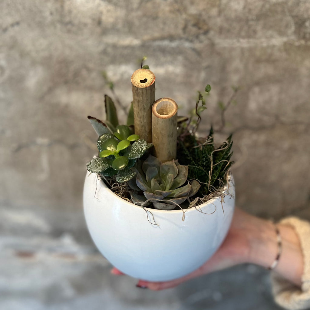 Indoor Succulent Garden – Sunday Blooms