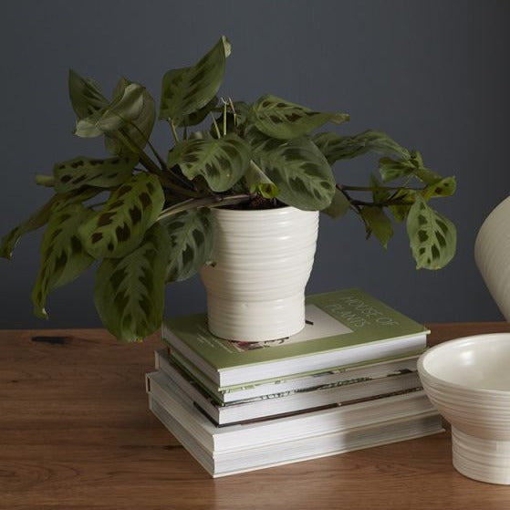 Olin Pot – Sunday Blooms