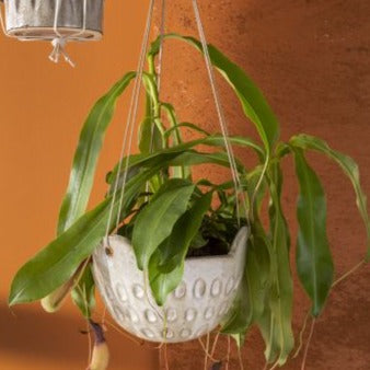 Cromwell Hanging Pot – Sunday Blooms