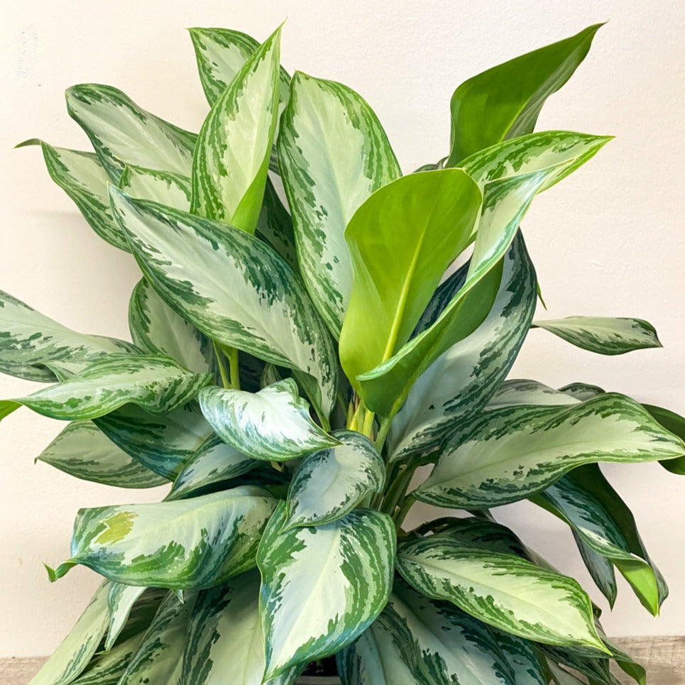 8" Aglaonema Silver Bay – Sunday Blooms