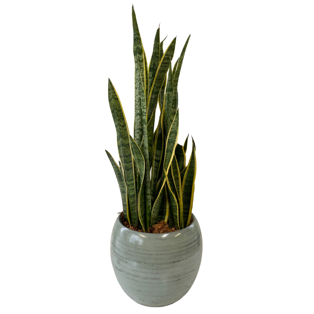 11” Potted Snake Plant – Sunday Blooms