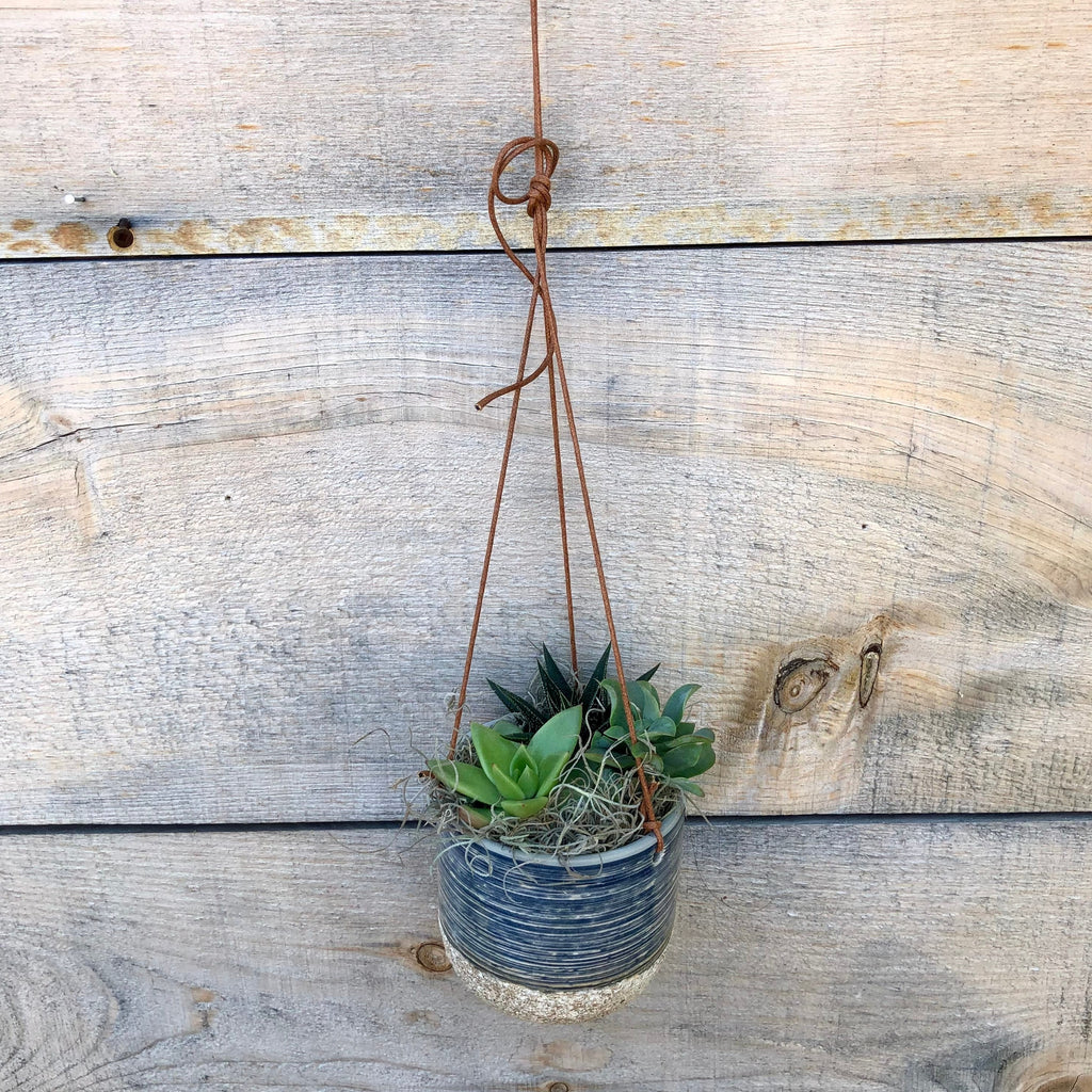 Hanging Succulent Garden – Sunday Blooms