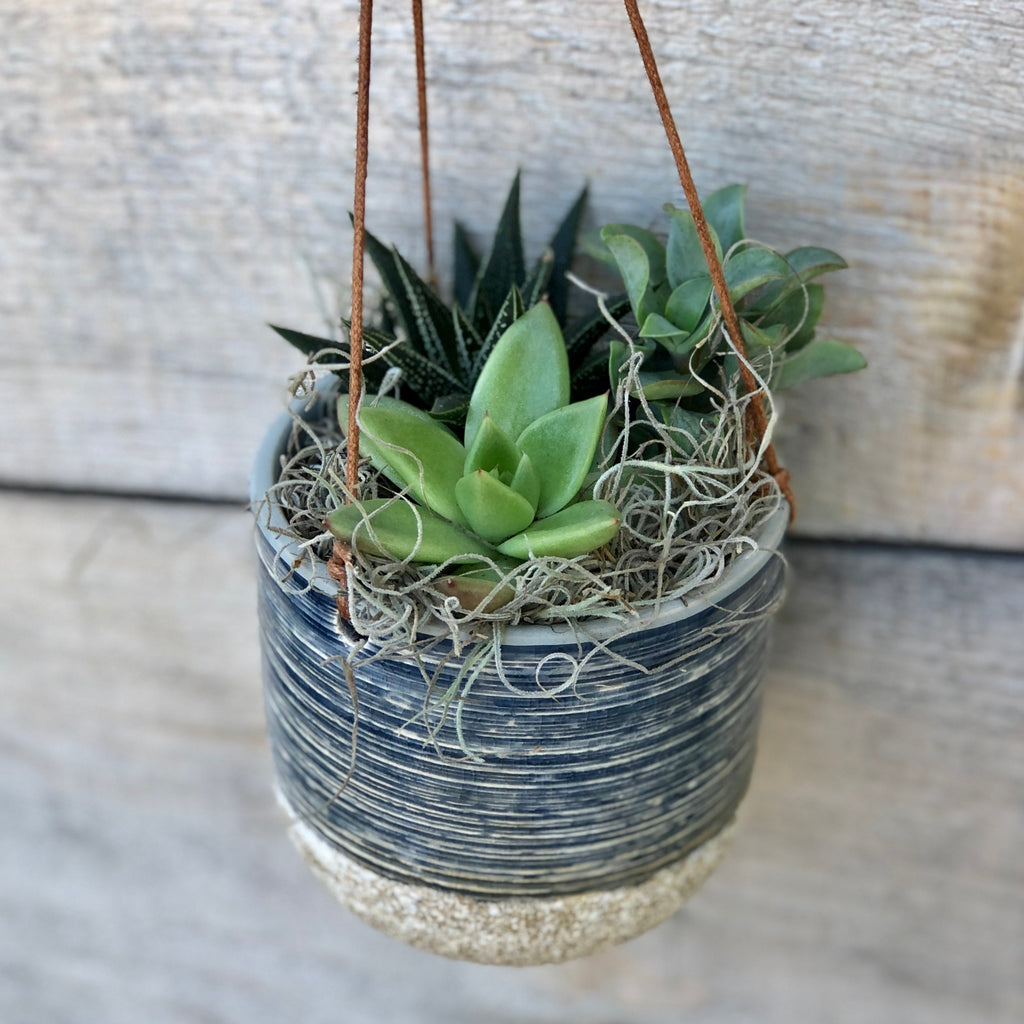 Hanging Succulent Garden – Sunday Blooms