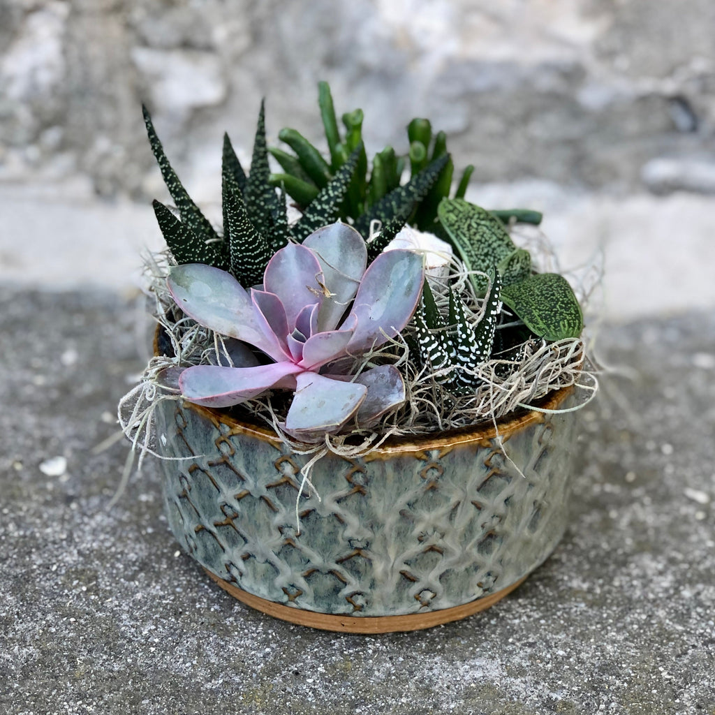 Indoor Succulent Garden – Sunday Blooms