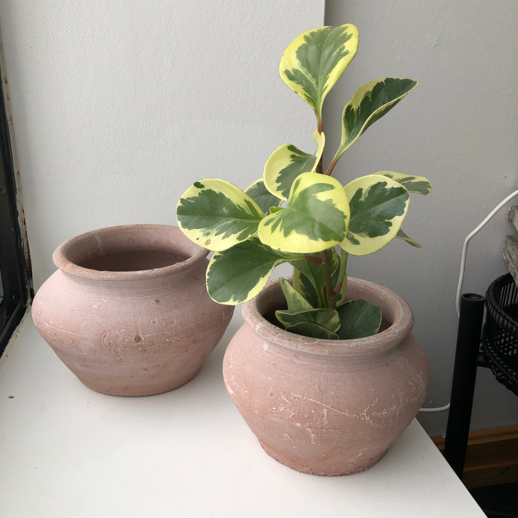 Gwen Terra Pot – Sunday Blooms