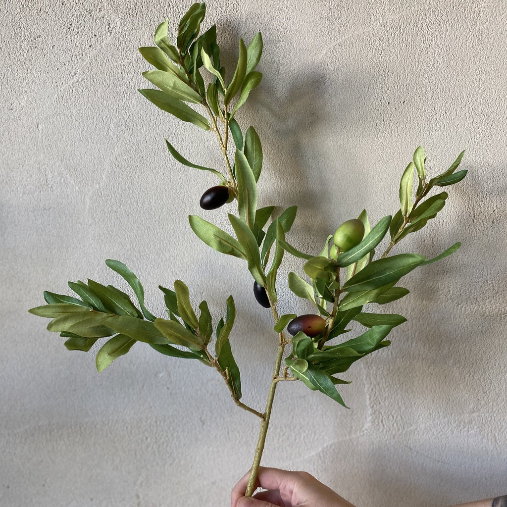 Real Olive Tree Branch
