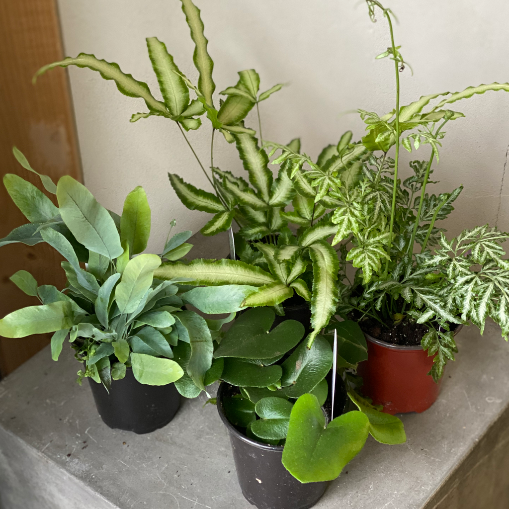 4" Assorted Ferns – Sunday Blooms