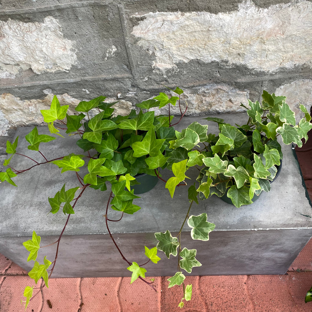 6" Assorted Ivy – Sunday Blooms