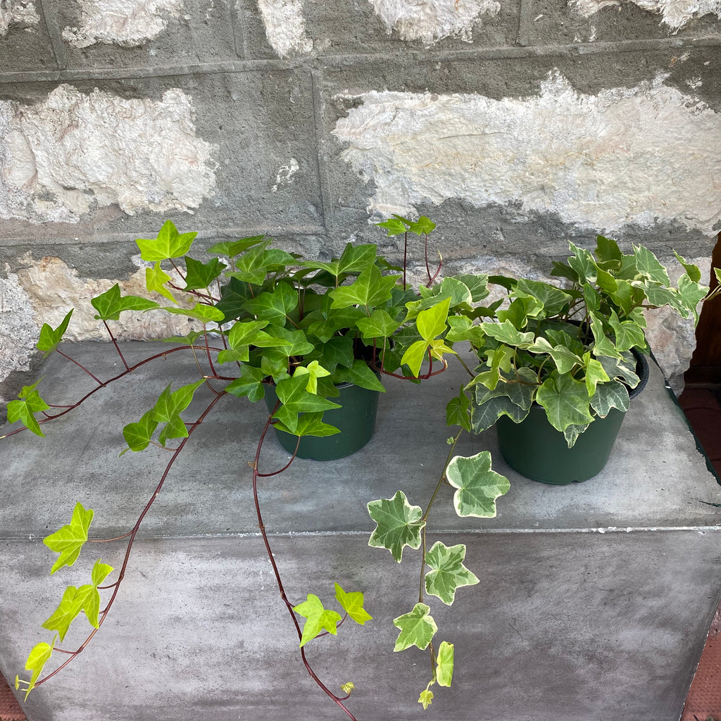 6" Assorted Ivy – Sunday Blooms