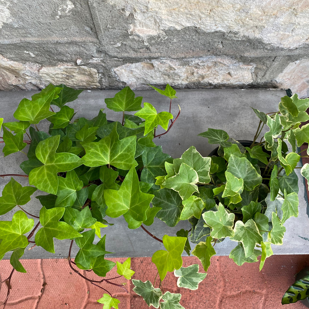 6" Assorted Ivy – Sunday Blooms