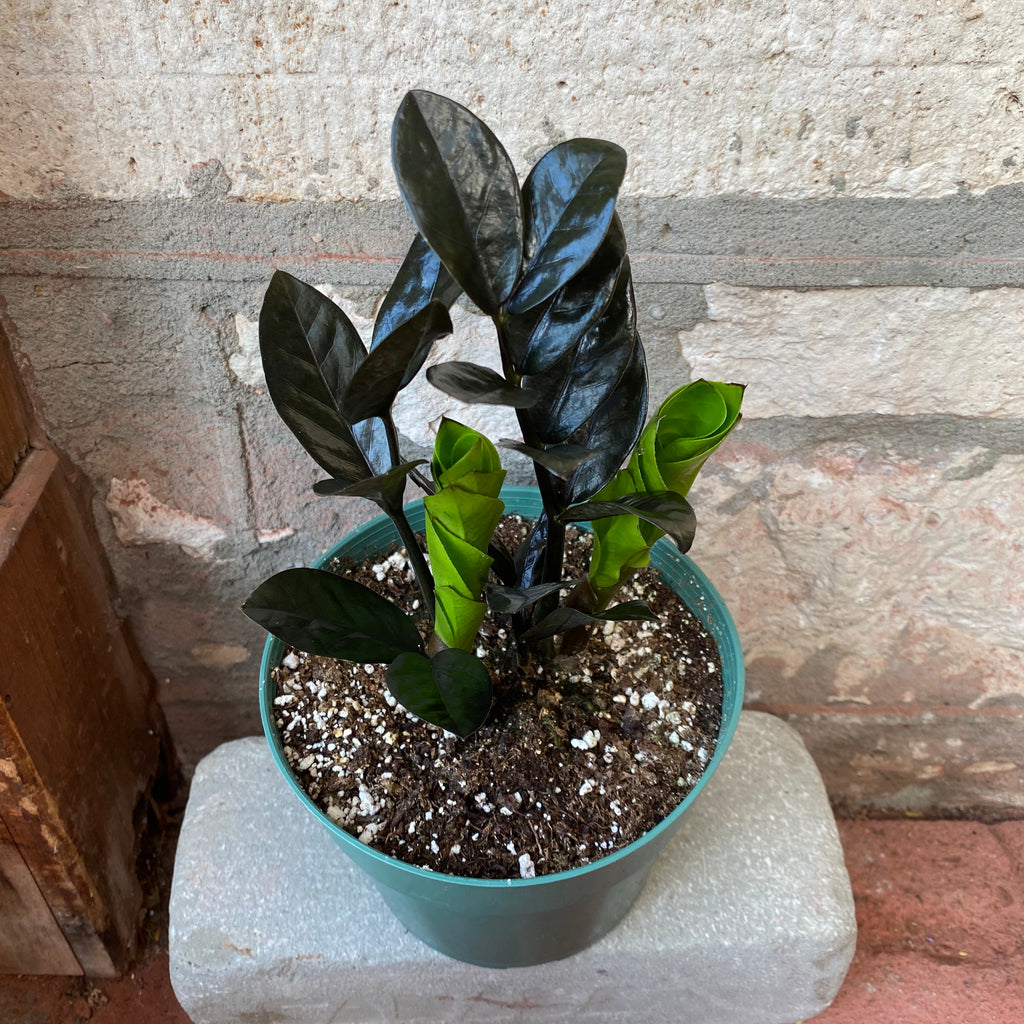 6" ZZ Midnight Plant – Sunday Blooms