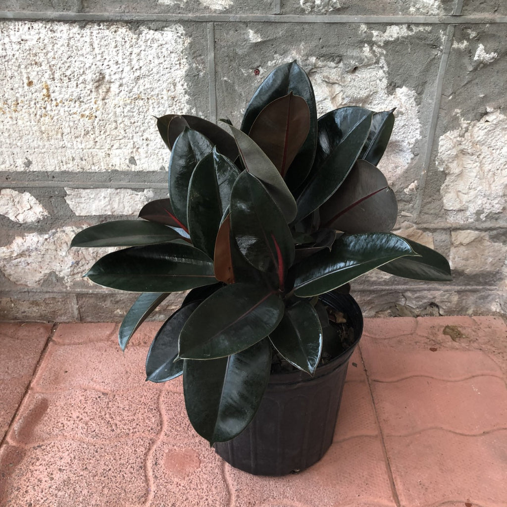 10” Rubber Plant – Sunday Blooms