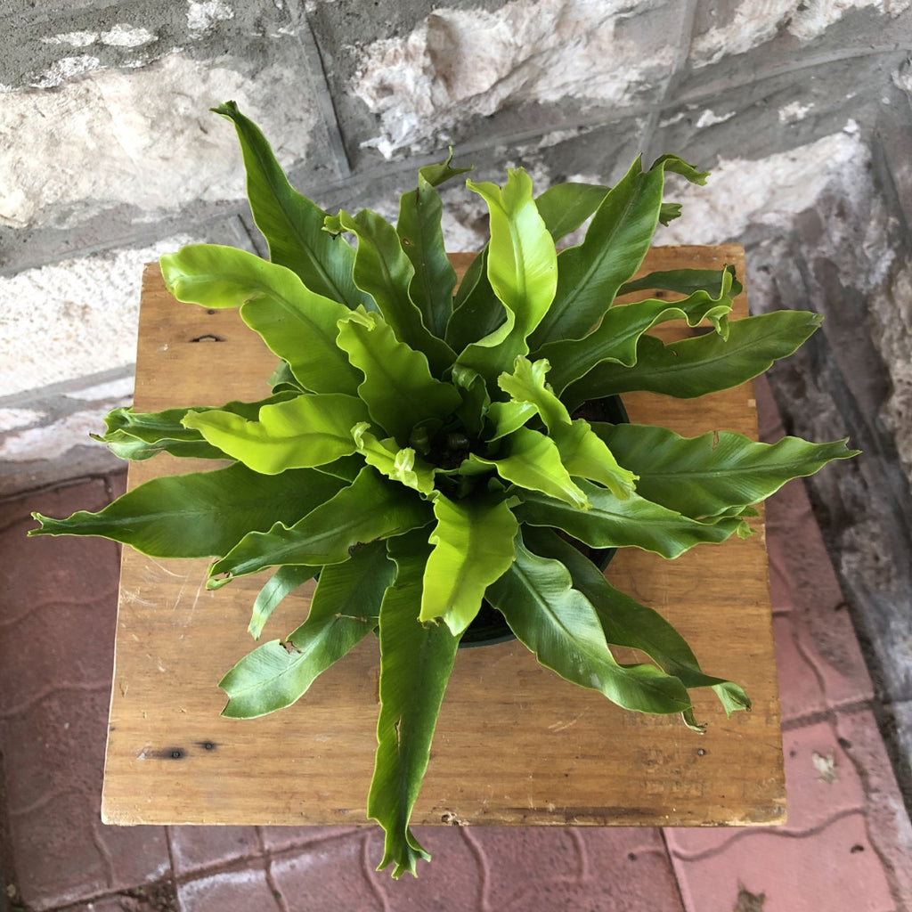 6" Bird's Nest Fern – Sunday Blooms